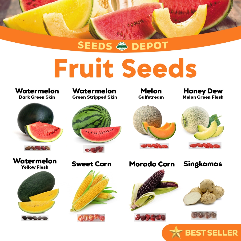Fruits Seeds - Melon Honeydew Watermelon Yellow Pakwan Singkamas Sweet ...