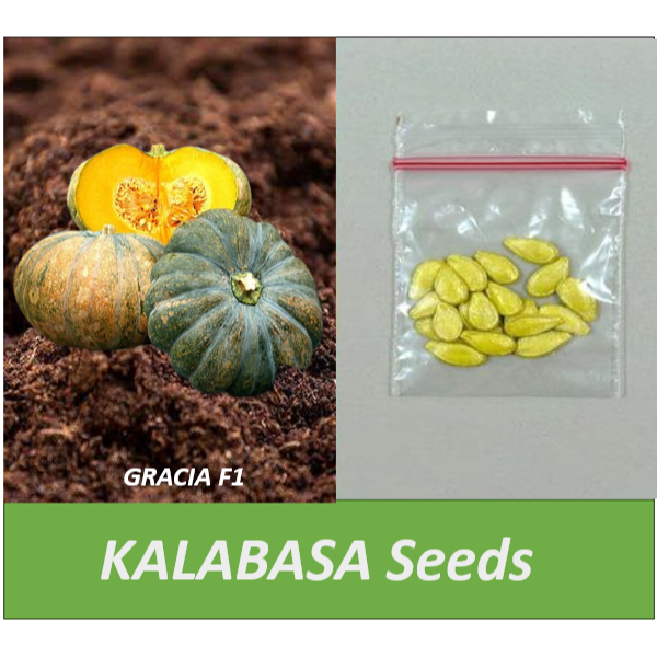 KALABASA Seeds (Gracia F1) Hybrid High quality vegetable seeds *Seeds ...