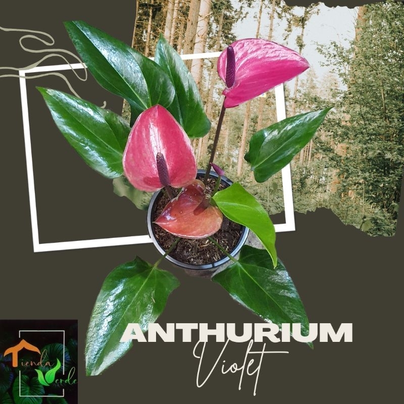 Anthurium Violet Reserved in a Pot for House and Garden Decoration ...