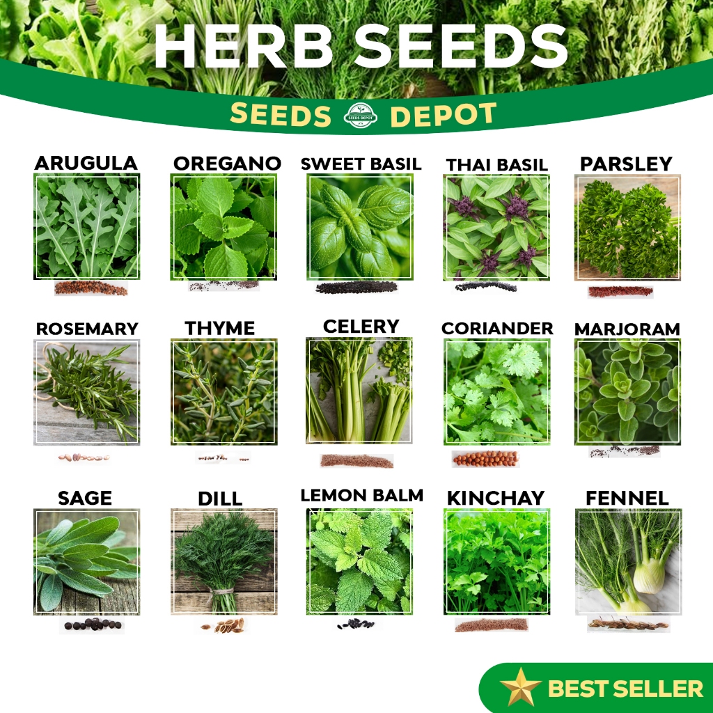 Herb Seeds - Basil Rosemary Oregano Sage Thyme Arugula Celery Coriander ...