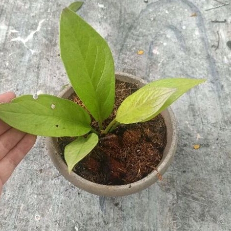 ANTHURIUM Foliage (Premium Variegation) | Pink | White | Golden ...