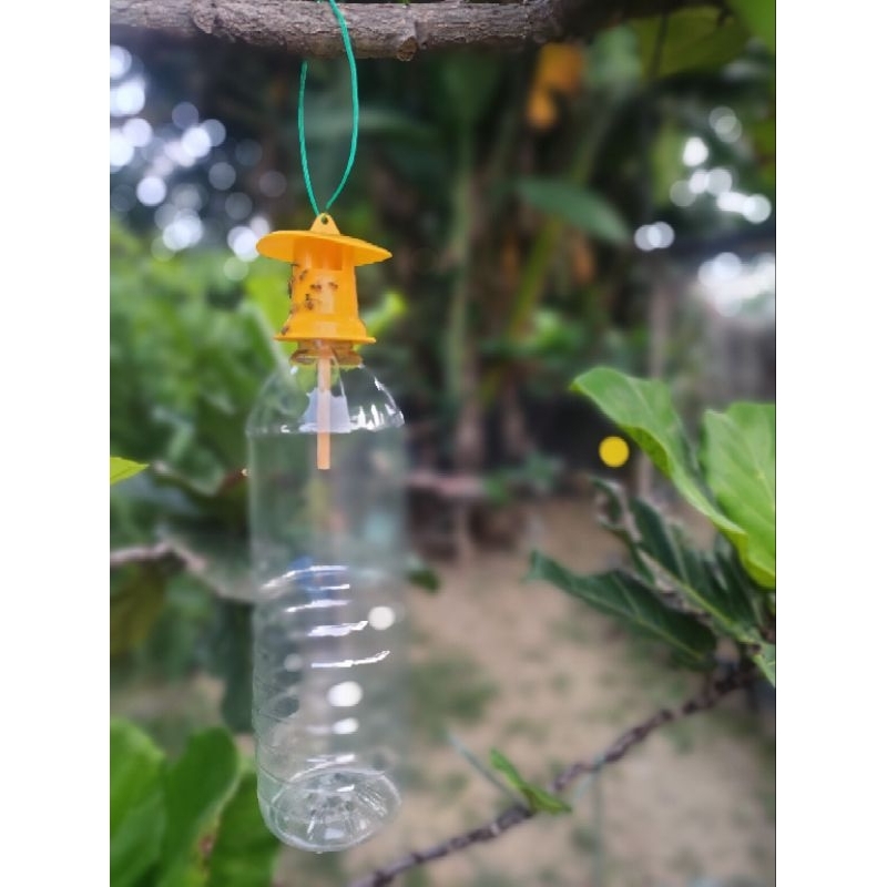 Fruit Fly Attractant Trap Complete Set Bait Lure Insect Flies Mosquito ...