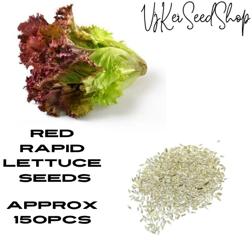 Red Rapid Lettuce Seeds (approx: 150pcs) | Shopee Philippines