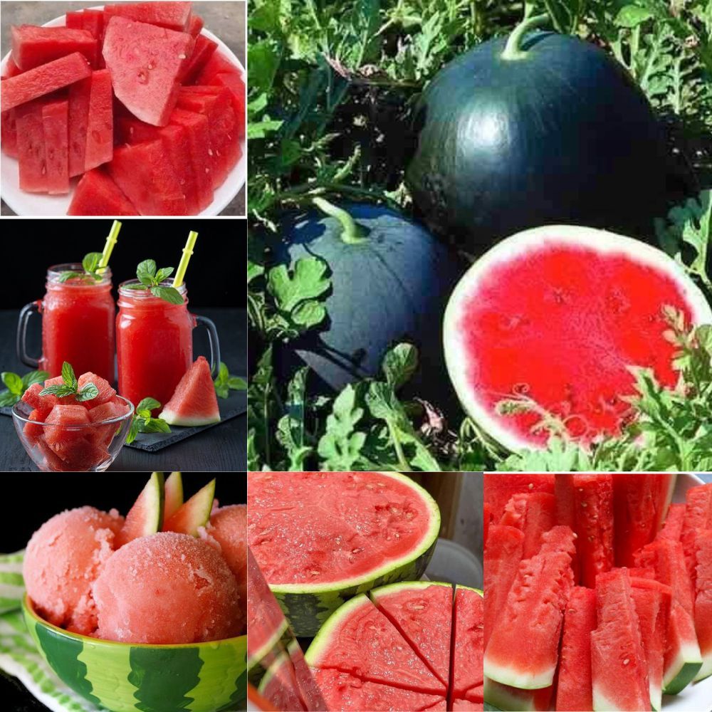 Seedless watermelon seeds, sweet watermelon, large fruit, grown all ...