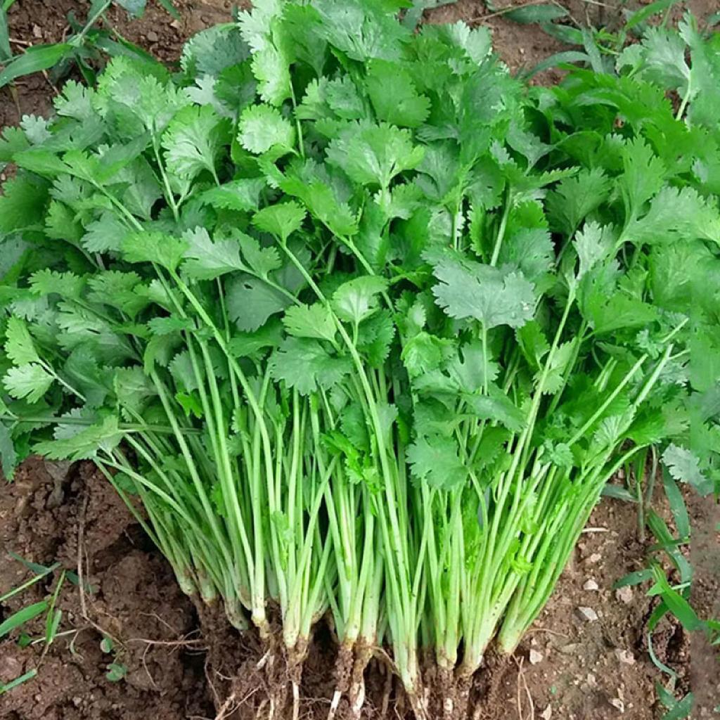 Cilantro / Wansoy / Coriander seeds (High Germination) 100 seeds ...