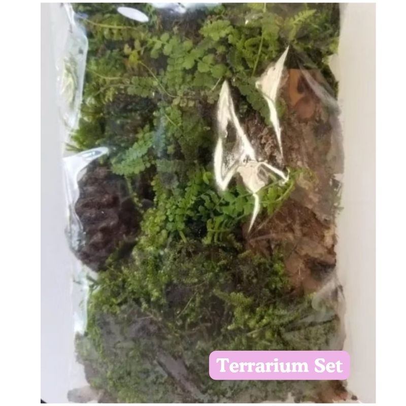 Terrarium Mix Set Moss Dish Garden Set Terrarium Moss DIY Kit Pine ...