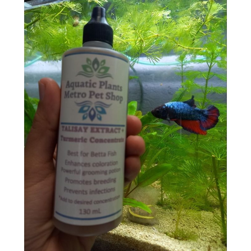 Talisay Extract + Turmeric Concentrate Talisay Leaves for Betta fish ...