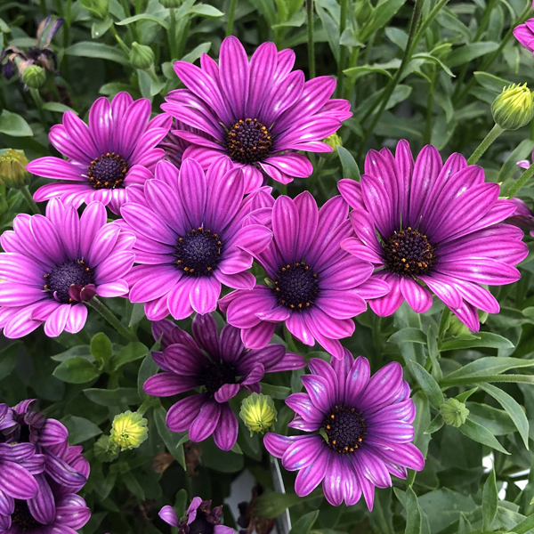 Purple Soprano Seeds - Purple African Daisy Seeds - Rare Flower Seeds ...