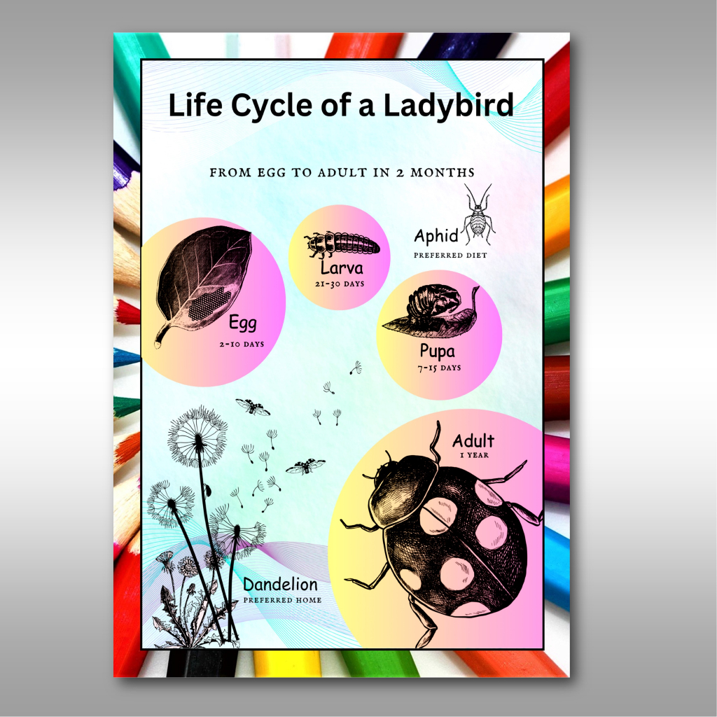 Ladybug life cycle educational chart laminated wall chart (Science ...