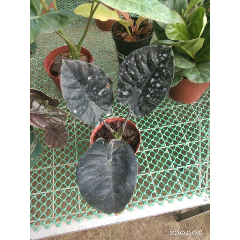 Alocasia Infernalis / | Shopee Philippines