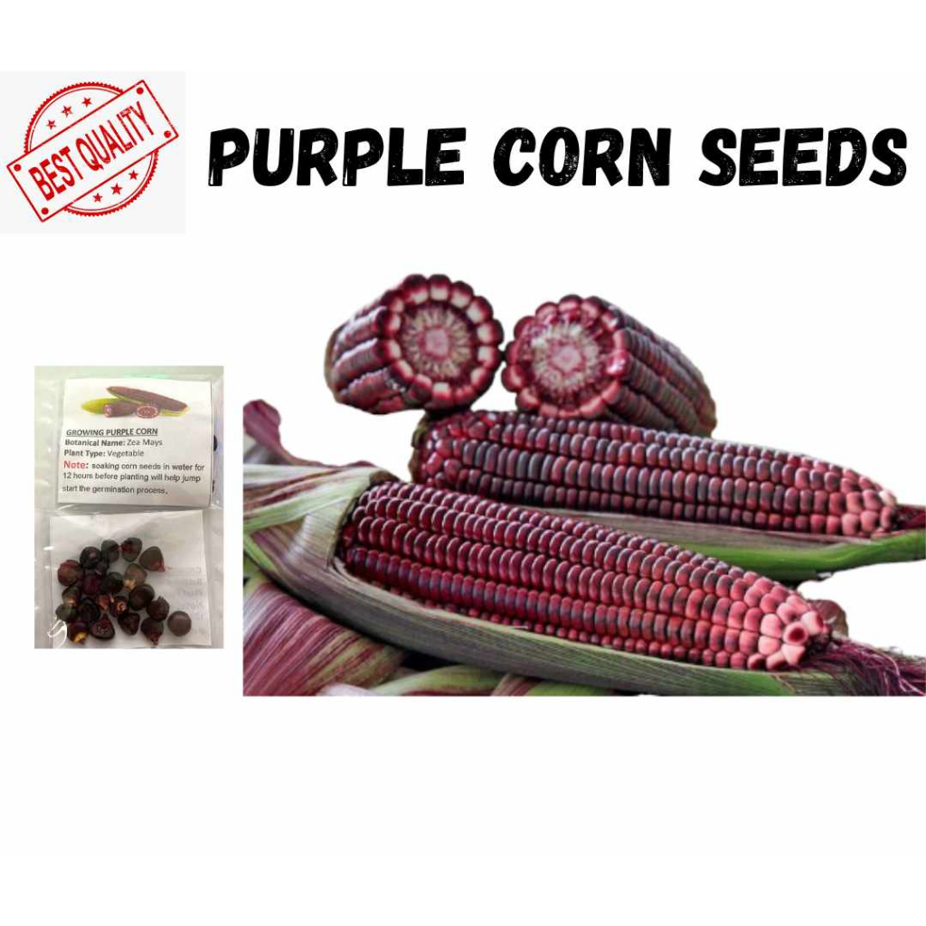 Purple Corn/ Purple Lady - 10pcs Seeds | Shopee Philippines