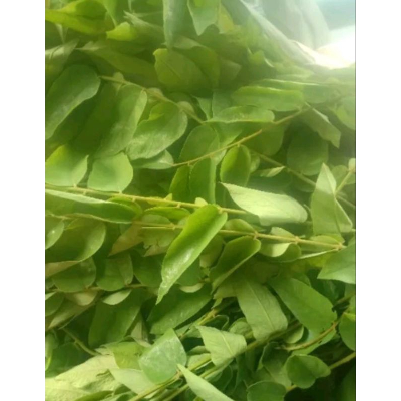 Dahon ng Kamias- Fresh Leaves-1pack | Shopee Philippines