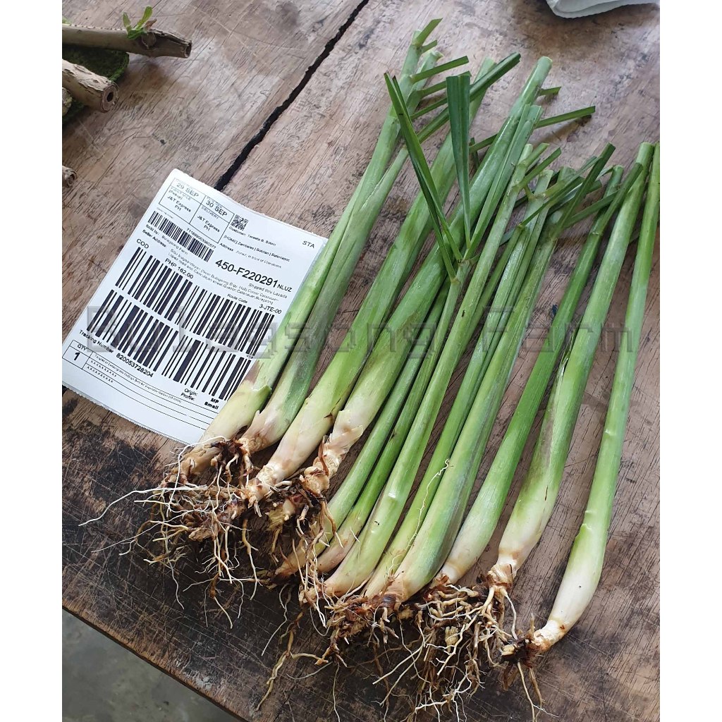 Tanglad or Lemongrass Cuttings Best for Vegetable Garden (5-10-15 ...