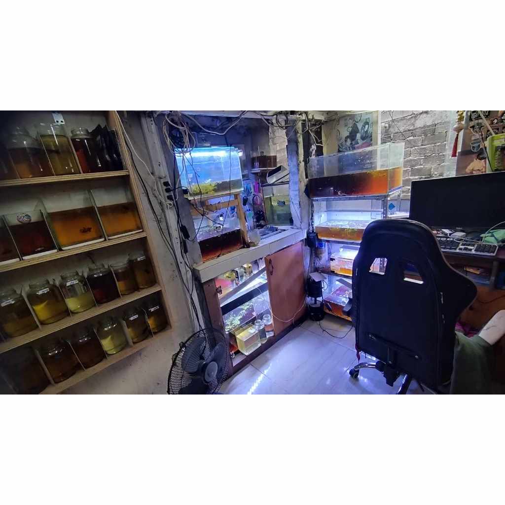 Isko Betta Talisay Extract 1 litter | Shopee Philippines