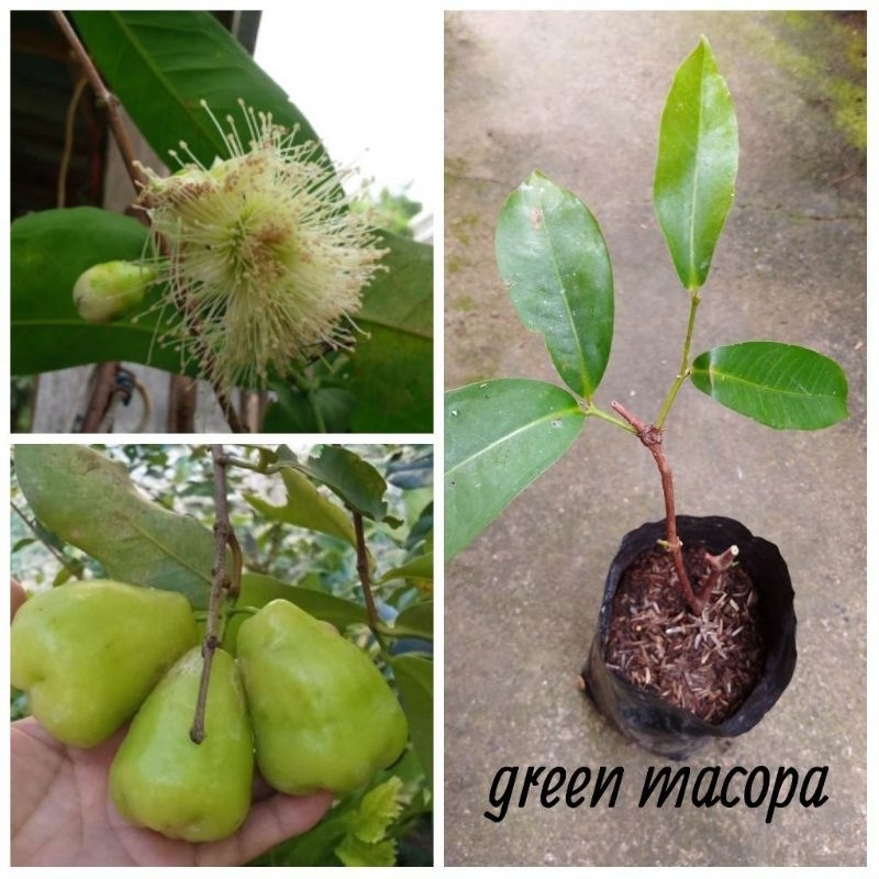 Green Macopa Sweet Variety Seedling Marcot | Shopee Philippines