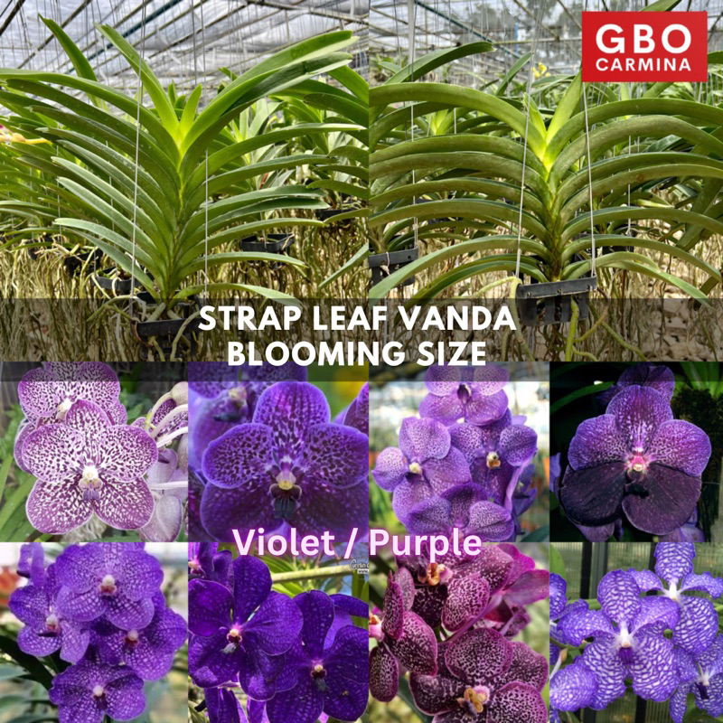GBO Carmina: VIOLET COLOR - BS Strap Leaf Vanda | Blooming Size - No ...