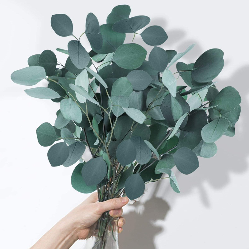 Silver Dollar Eucalyptus Dried Flower Home Decor | Shopee Philippines
