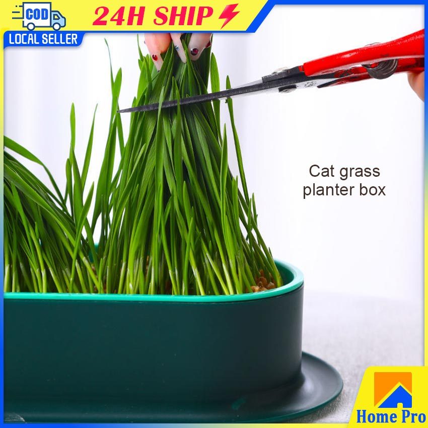 Cat Grass Seeding Tray Greenhouse Planting Box Set Tray Cat Mint ...