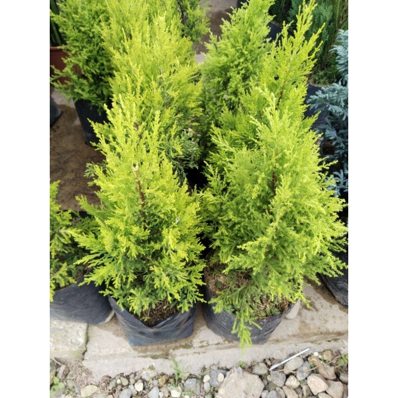 Lemon Pine Medium-Size (Golden Crest / Lemon Scented) seedling pot ...