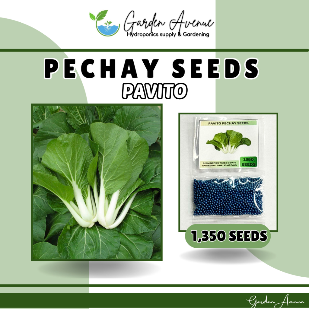 PECHAY PAVITO SEEDS (1,350 SEEDS) HYBRID/30DAYS HARVEST/EASY TO GROW ...