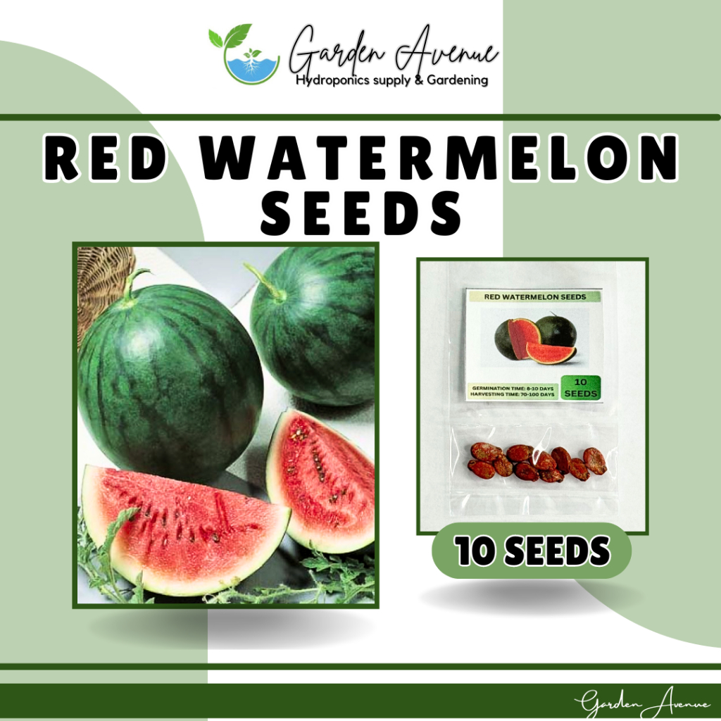 RED WATERMELON SEEDS (10 SEEDS) - SUGAR BABY VARIETY/EASY TO GROW/MORE PROFIT/HIGH YIELD ...