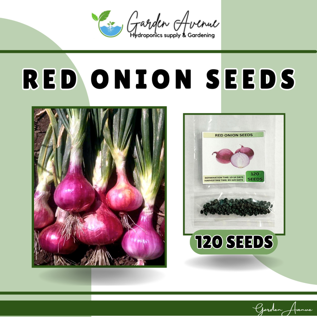RED ONION SEEDS (120 SEEDS) - RED COLORADO/HIGH YIELD/HYBRID/FOR GARDEN ...