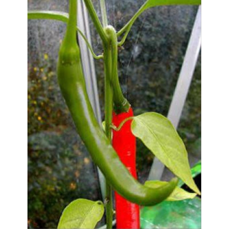 Siling Labuyo/ Bell Pepper/ Siling Haba ( Siling Panigang ) | Shopee ...
