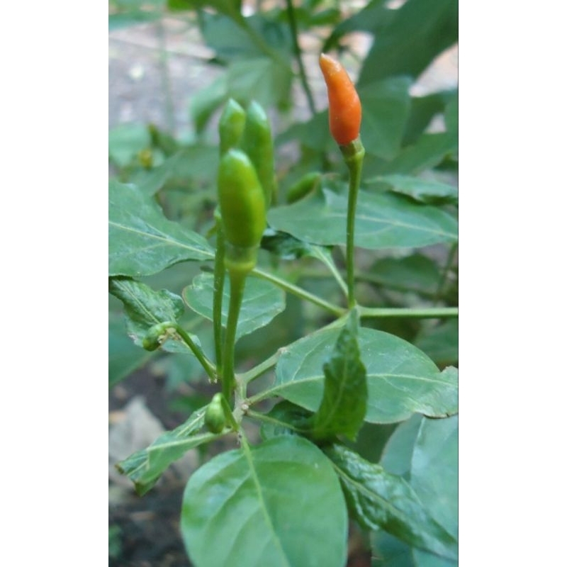 Siling Labuyo/ Bell Pepper/ Siling Haba ( Siling Panigang ) | Shopee ...