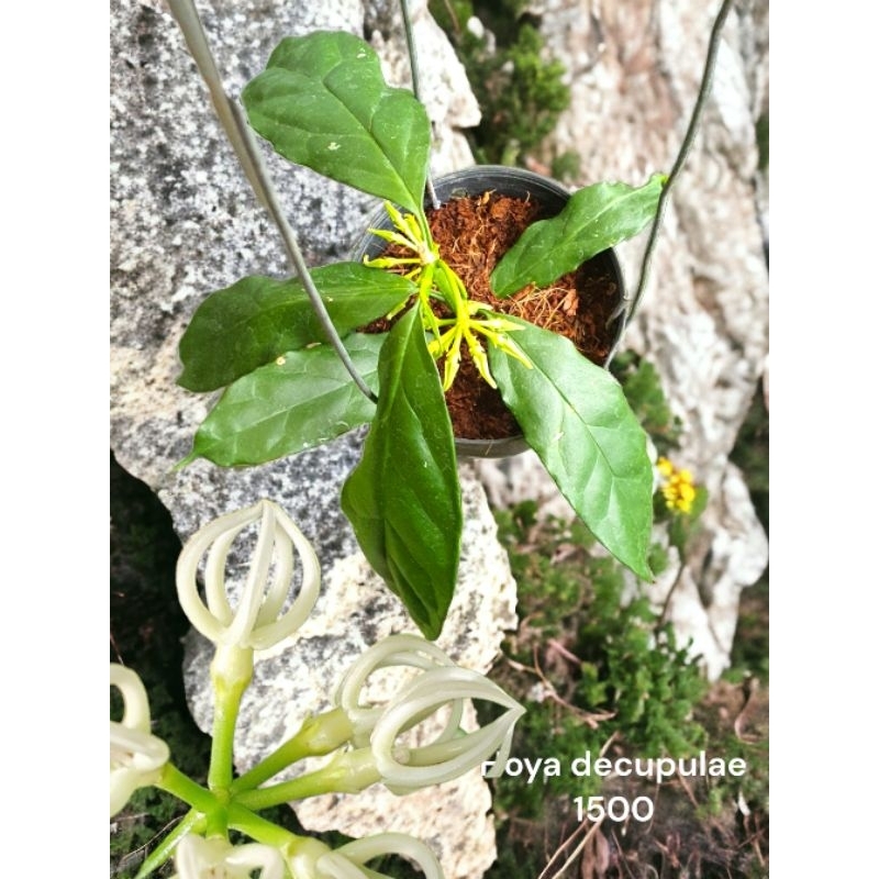 Hoya decipulae ( 4 inches pot blooming stage) | Shopee Philippines