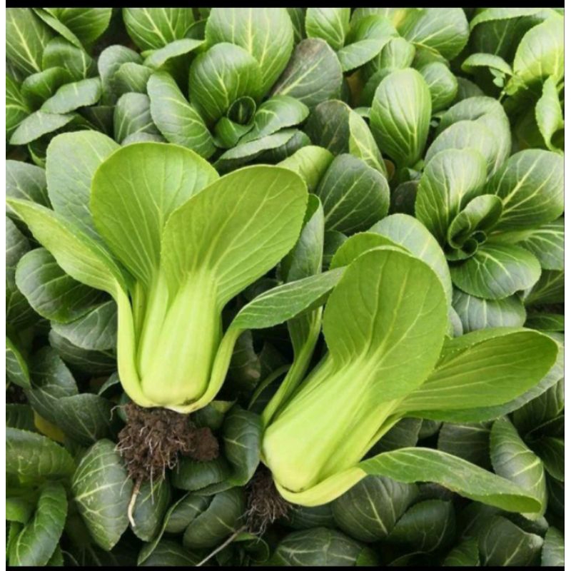 Pak Choi/Bok Choi Chinese Pak Choi Seeds for Planting Vegetable Seeds ...