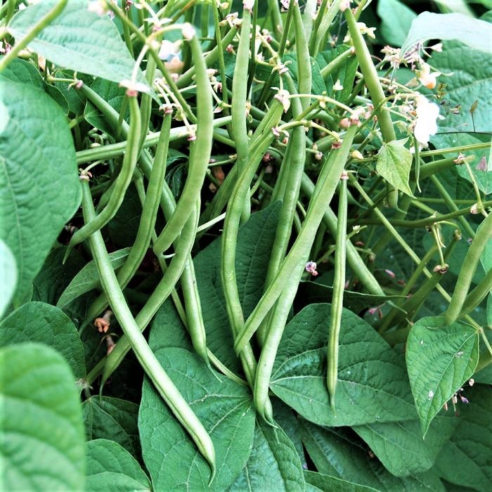 SITAO/BEANS SEEDS - SITAO BATAW PATANI SIGARILYAS BAGUIO BEANS | Shopee ...