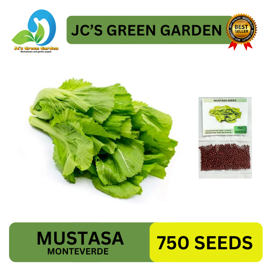 VALUE PACK (750 SEEDS) MUSTASA SEEDS/MONTEVERDE VARIETY/FOR PLANTING ...