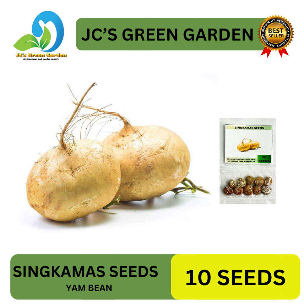 (10 SEEDS) SINGKAMAS SEEDS/YAM BEAN/FOR PLANTING/HIGH YIELDING VARIETY ...