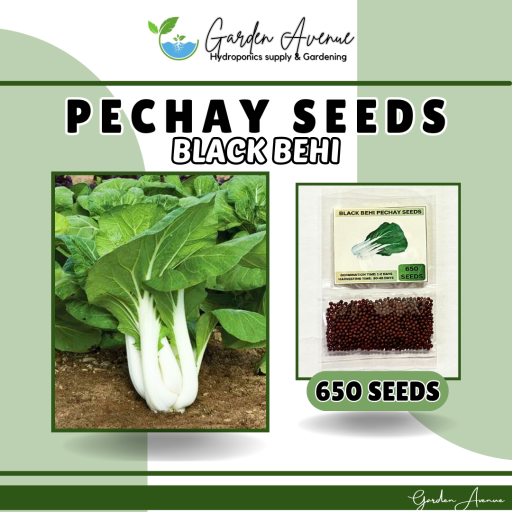 (SET 2) SULIT PACK! VEGETABLE SEEDS! (Pechay Tomato Mustasa Talong ...