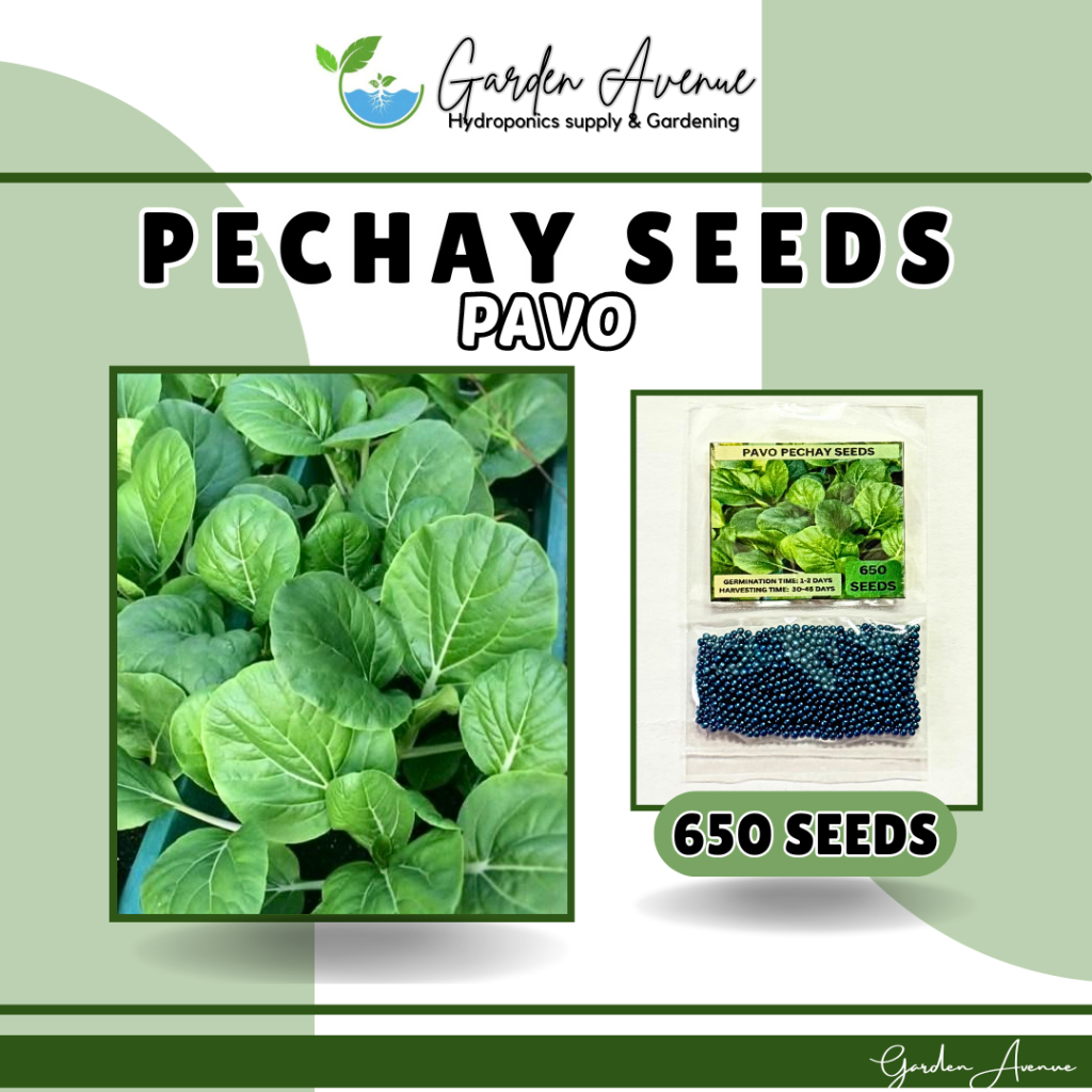 SULIT PACK! PECHAY PAVO SEEDS (650 SEEDS) - FOR PLANTING/HIGH ...