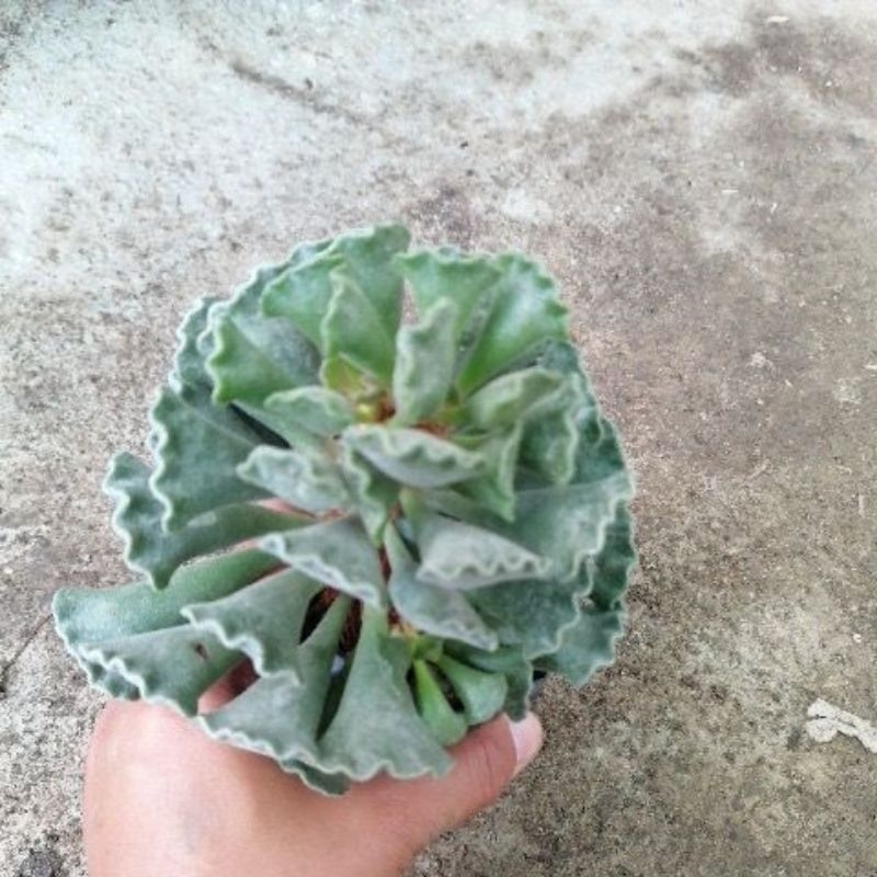 Frog toe (Adromischus) | Shopee Philippines