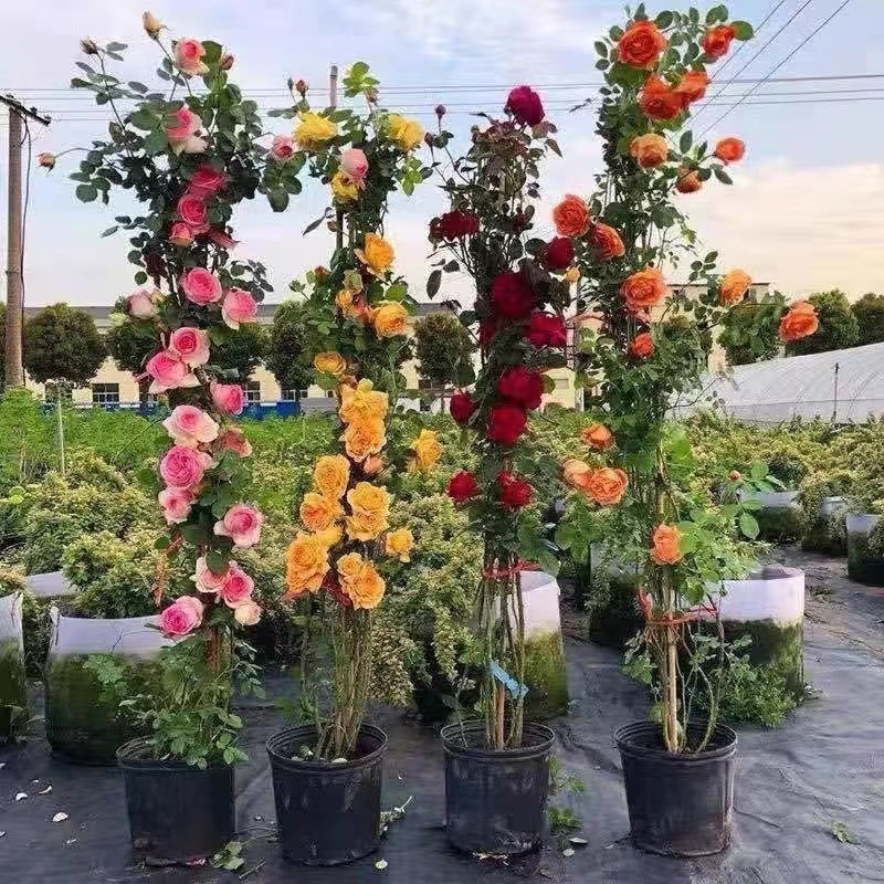 Climbing rose seedlings, large flowers, fragrant courtyard vine flower ...