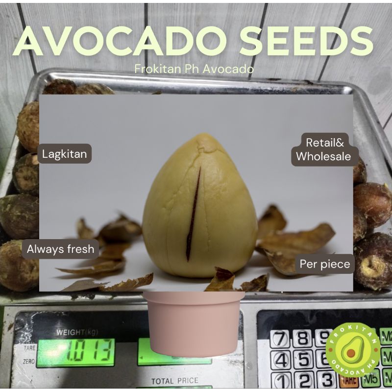 Avocado Seeds (per piece only) | Shopee Philippines