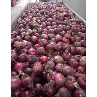 sibuyas - Best Prices and Online Promos - Mar 2024 | Shopee Philippines