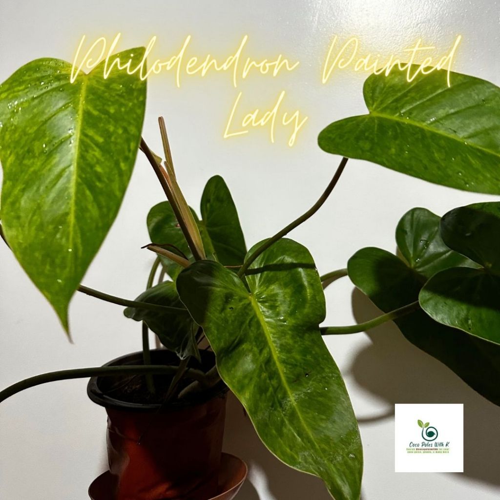 Philodendron Painted Lady, Garden Decoration | Shopee Philippines