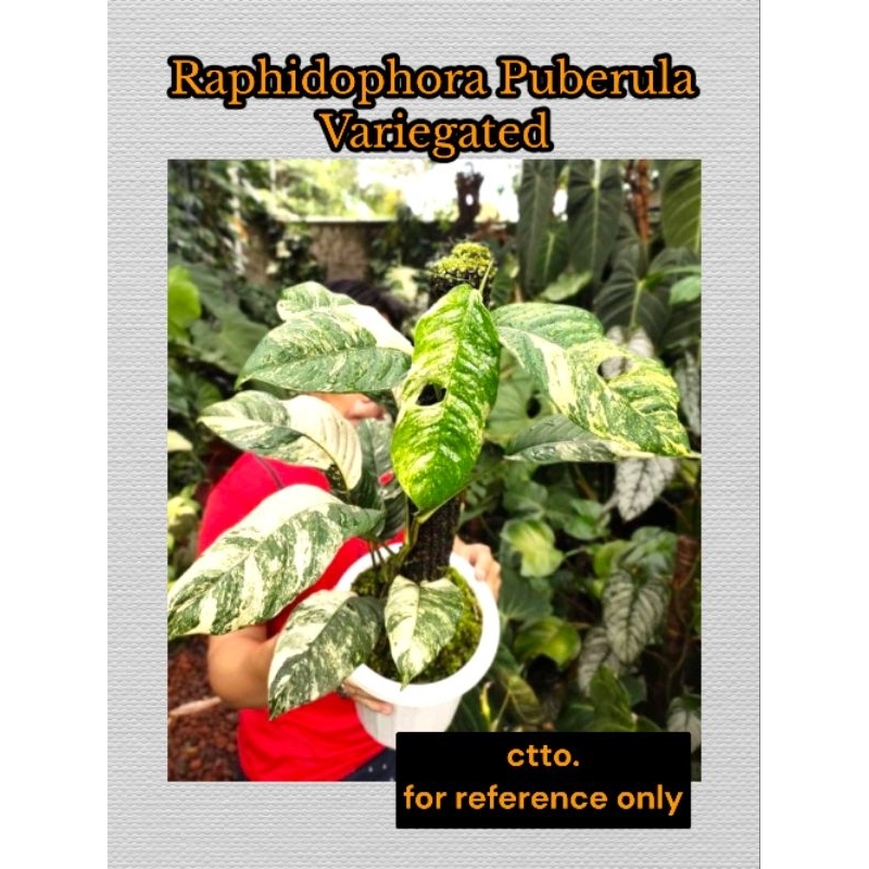 Raphidophora Puberula Variegated | Shopee Philippines