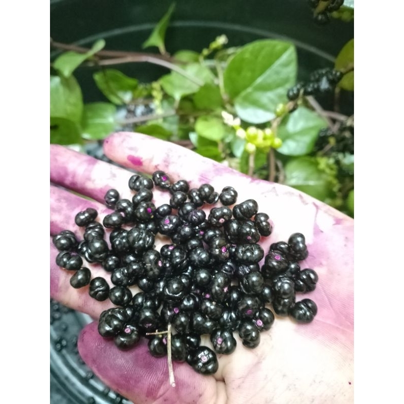 Alugbati Red Seeds dried/fresh | Shopee Philippines