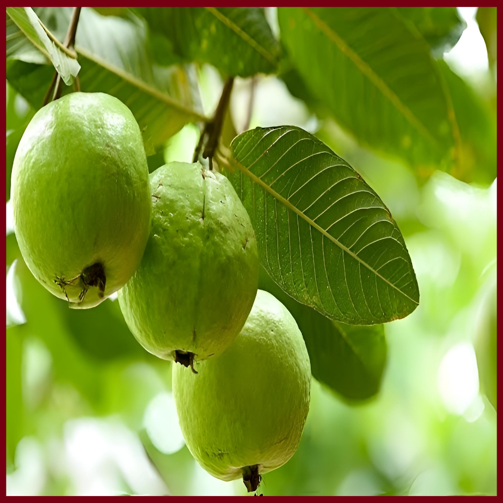 Guava Seeds Native Pink (bayabas) Dwarf | Shopee Philippines