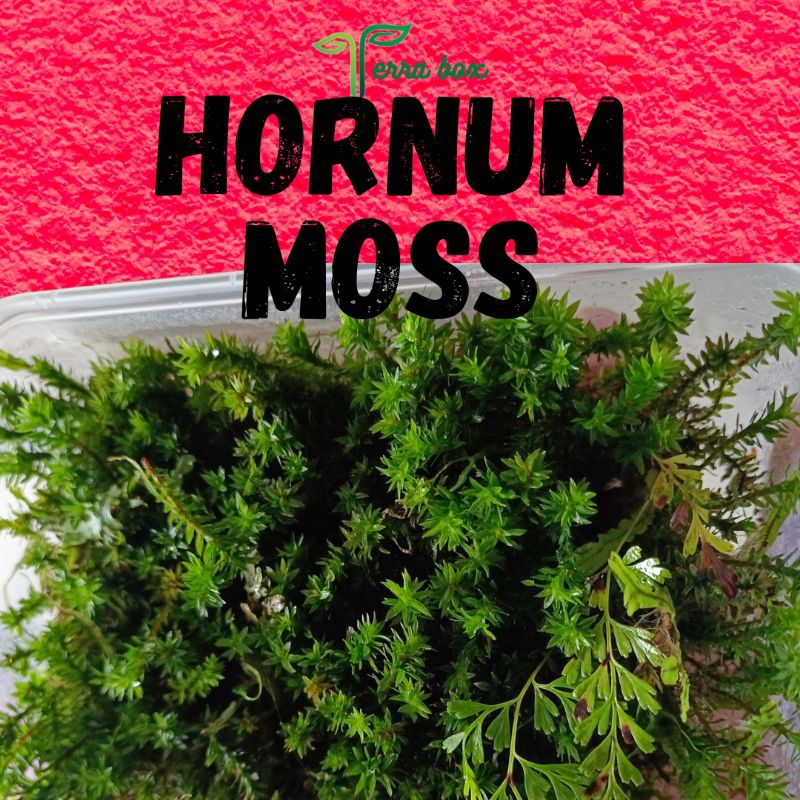 MNIUM HORNUM MOSS (Terrestrial Moss) | Shopee Philippines