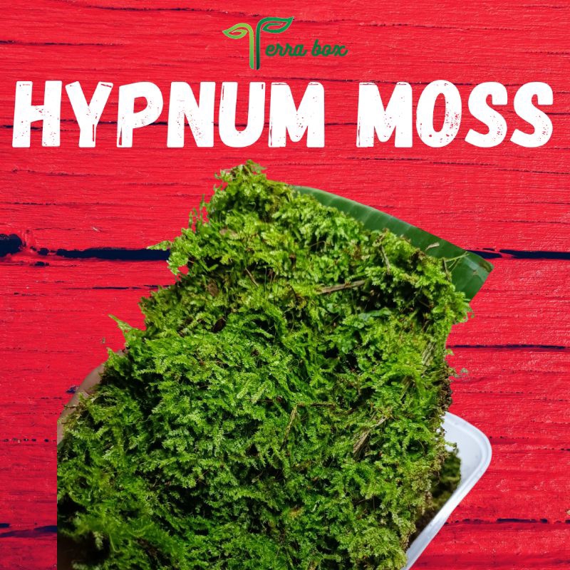 LIVE AND FRESH HYPNUM / SHEET MOSS, LOCAL FISSIDEN MINI (TERRESTRIAL ...