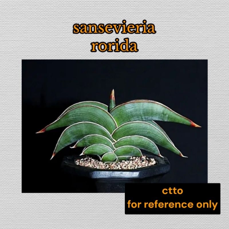 Sansevieria Rorida (Please read description) | Shopee Philippines