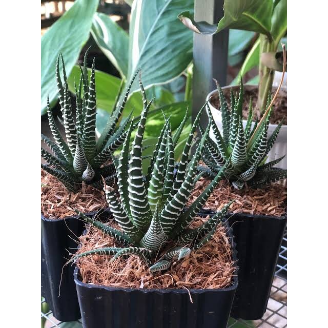 Zebra Cactus with FREE Pot and Pebbles - Live Plant, Real Plant, Indoor ...