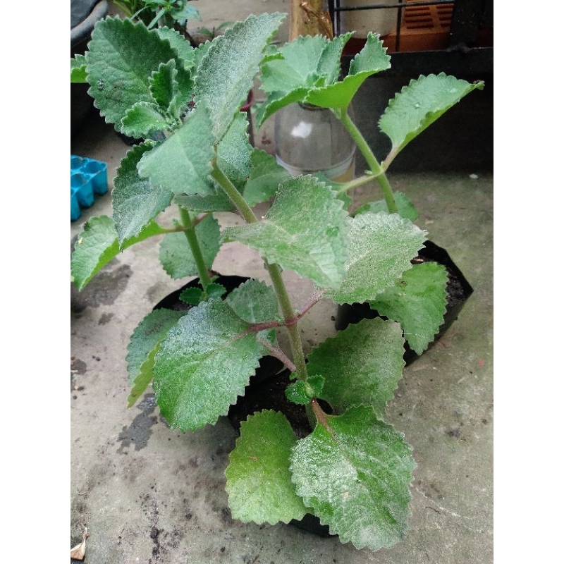 Oregano Large (Sale within Luzon only) | Shopee Philippines