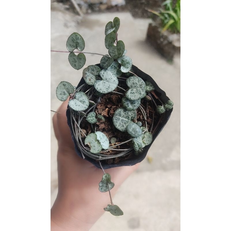 string of heart regular size | Shopee Philippines