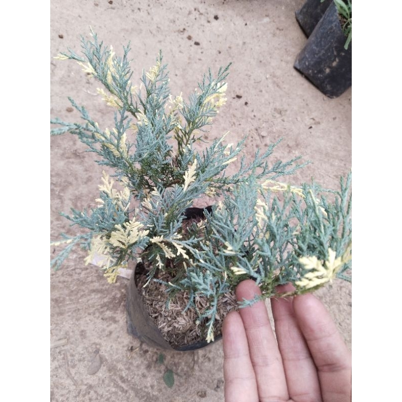 Variegated Juniperus Juniper (garden decor) | Shopee Philippines